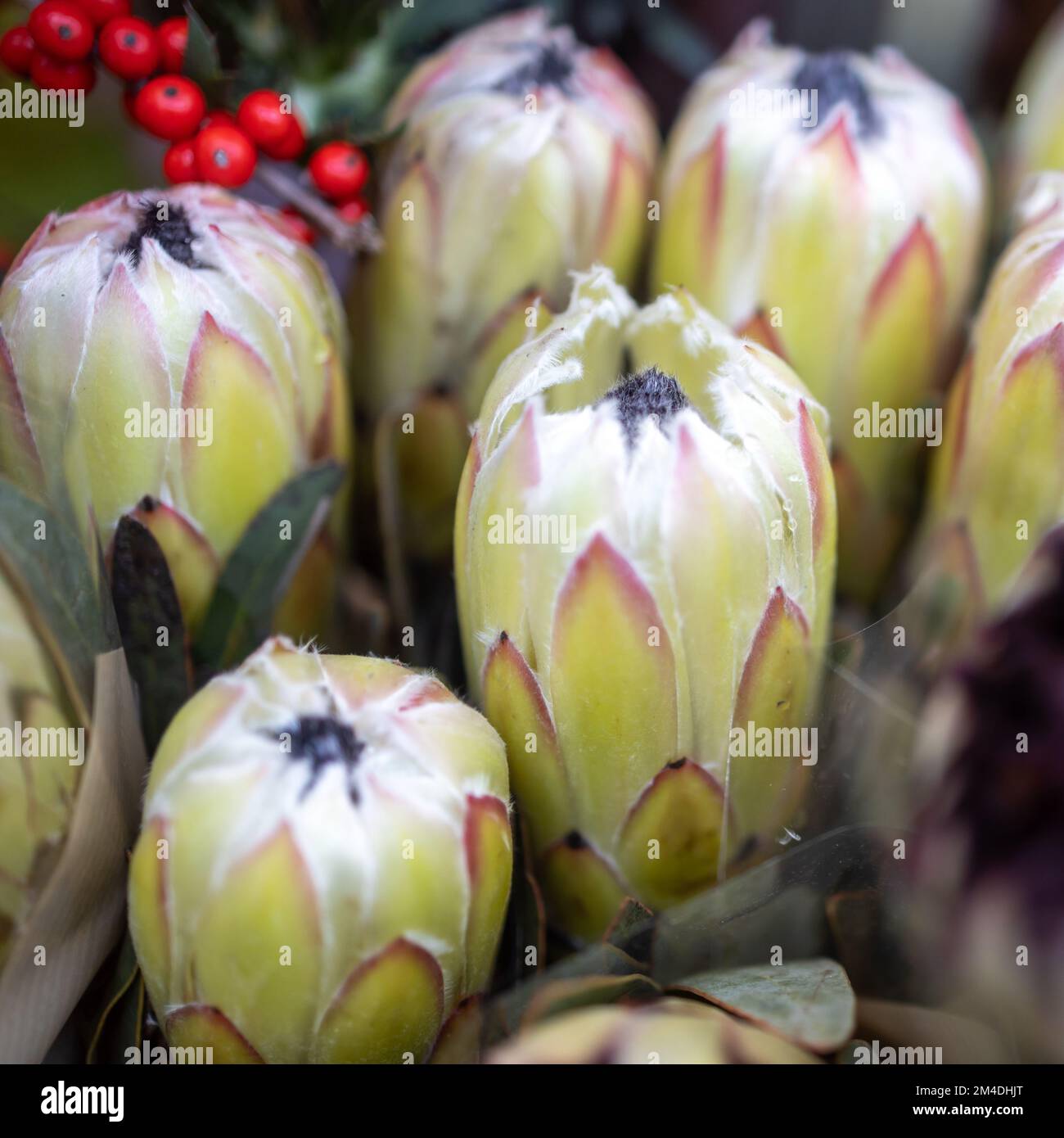 White King Protea or protea cynaroides is flowering with large buds ...