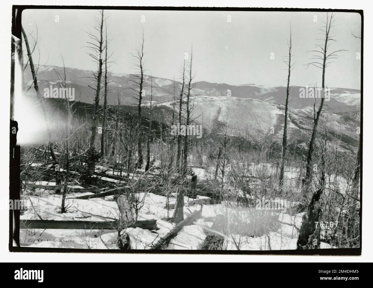 Burned Over Areas - Old Burns. Photographs Relating to National Forests ...