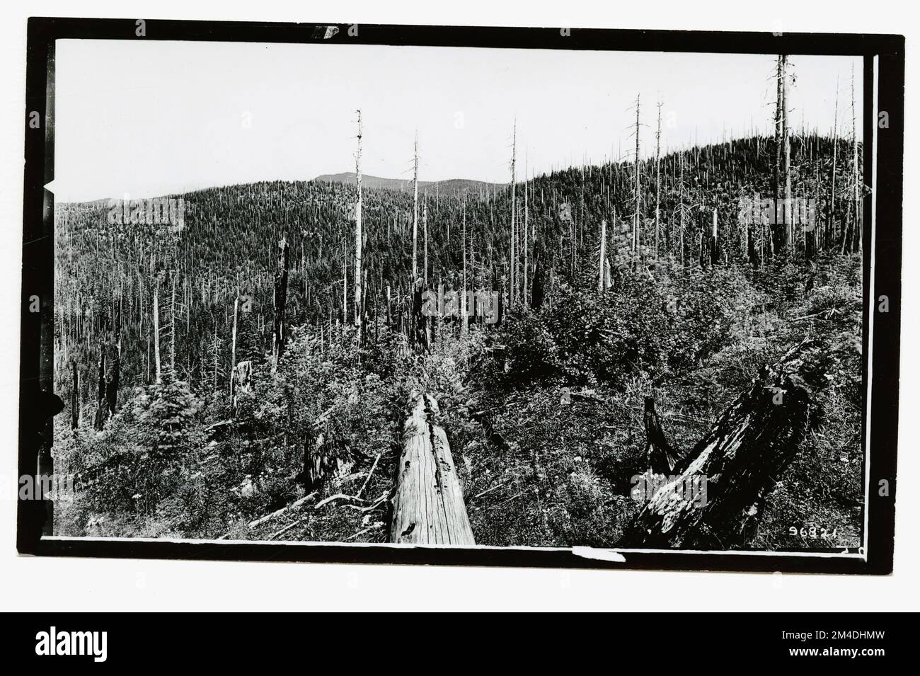Burned Over Areas - Old Burns. Photographs Relating to National Forests ...