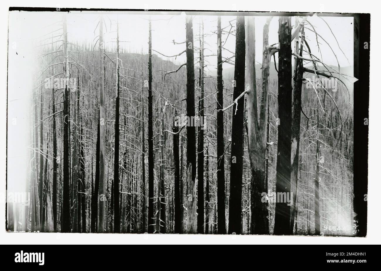 Burned Over Areas - Old Burns. Photographs Relating to National Forests ...