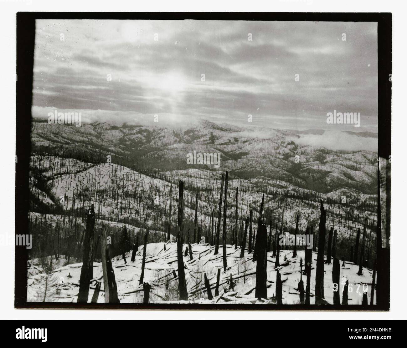 Old vegetation Cut Out Stock Images & Pictures - Alamy