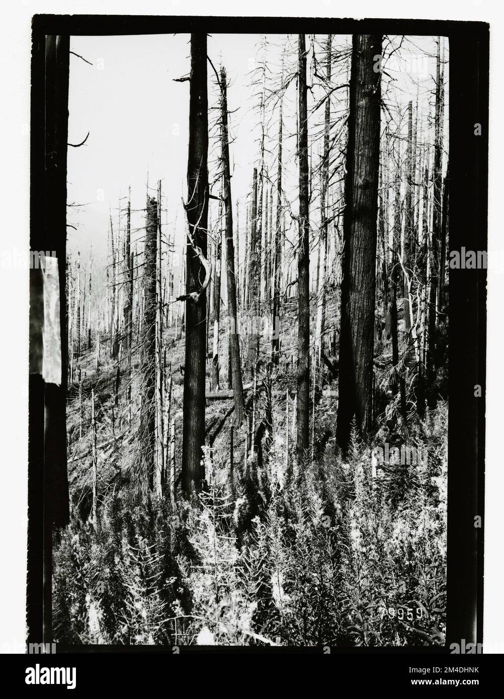 Burned Over Areas - Old Burns. Photographs Relating to National Forests ...
