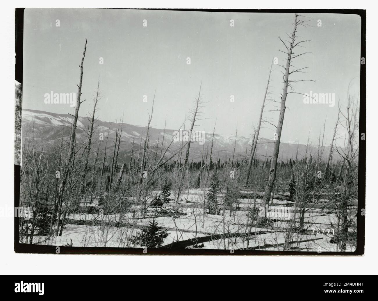 Burned Over Areas - Old Burns. Photographs Relating to National Forests ...