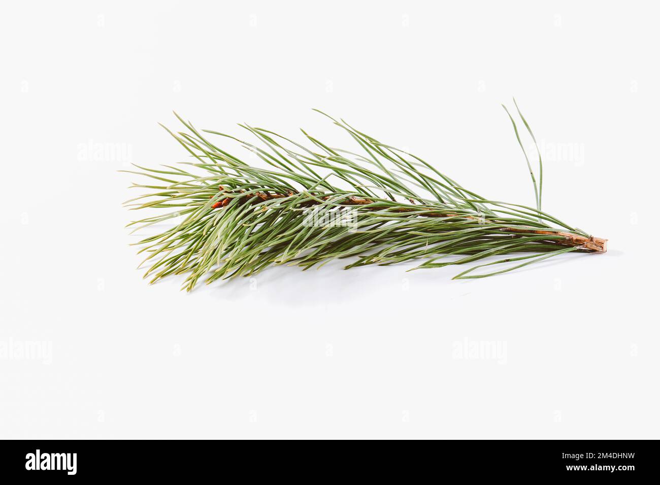 Spruce branch isolated on a white background Stock Photo - Alamy