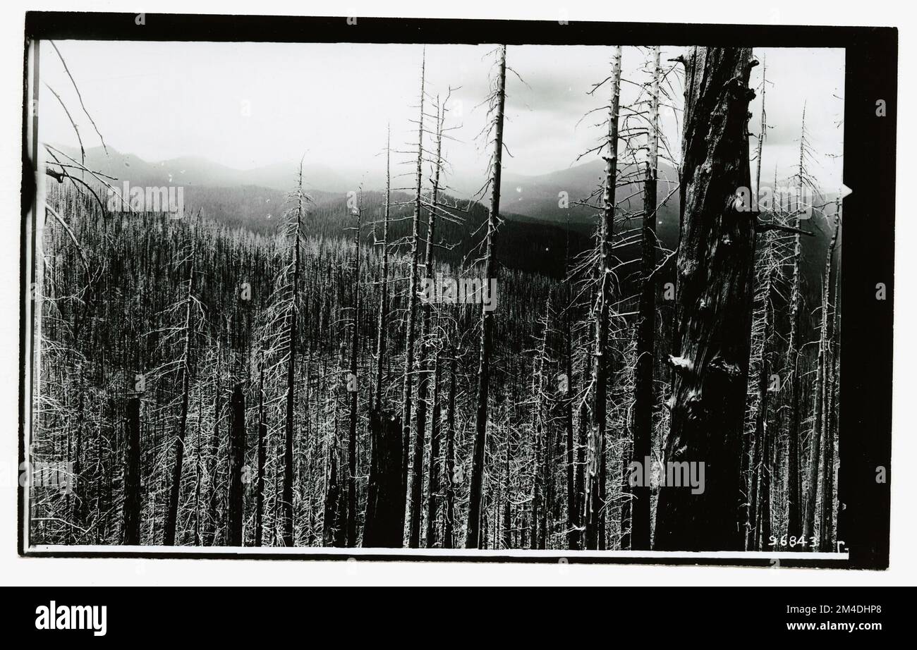 Burned Over Areas - Old Burns. Photographs Relating to National Forests ...