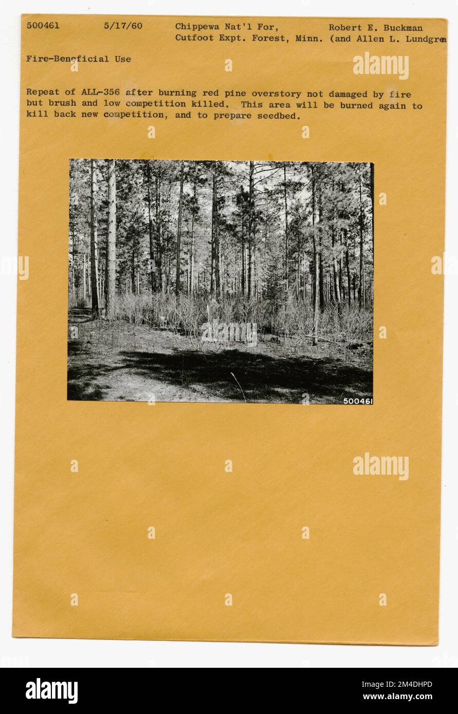 Burned Over Areas - Old Burns. Photographs Relating to National Forests ...