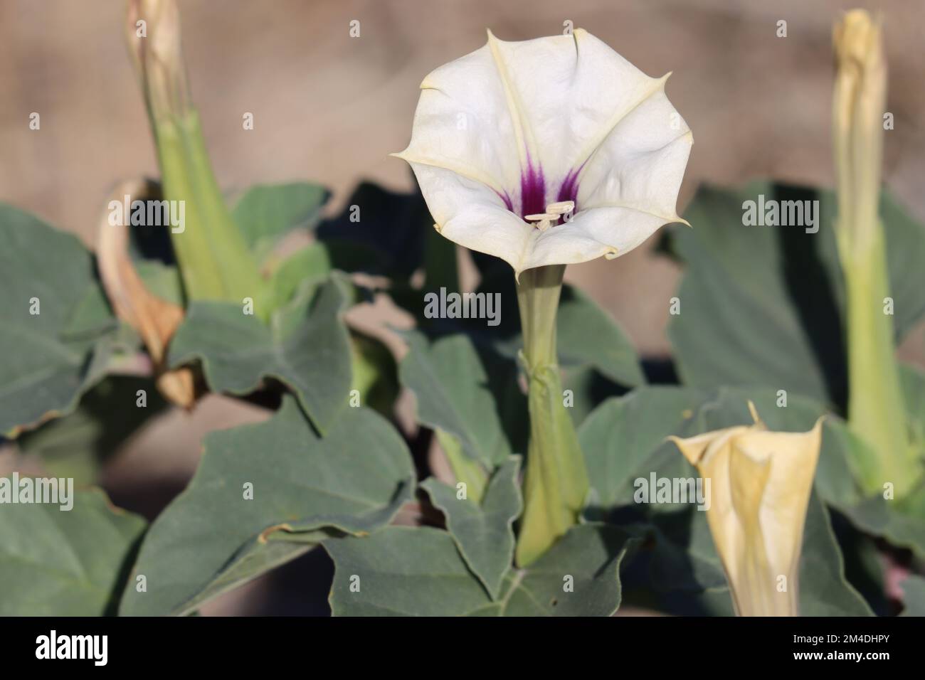 White flowering axillary solitary inflorescence of Datura Discolor ...