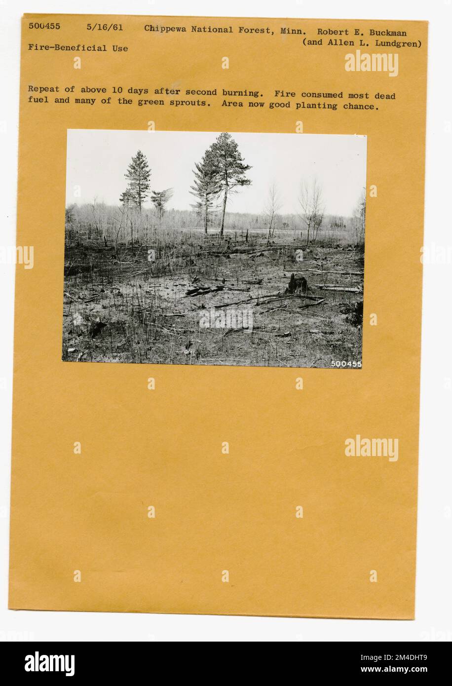 Burned land Cut Out Stock Images & Pictures - Alamy