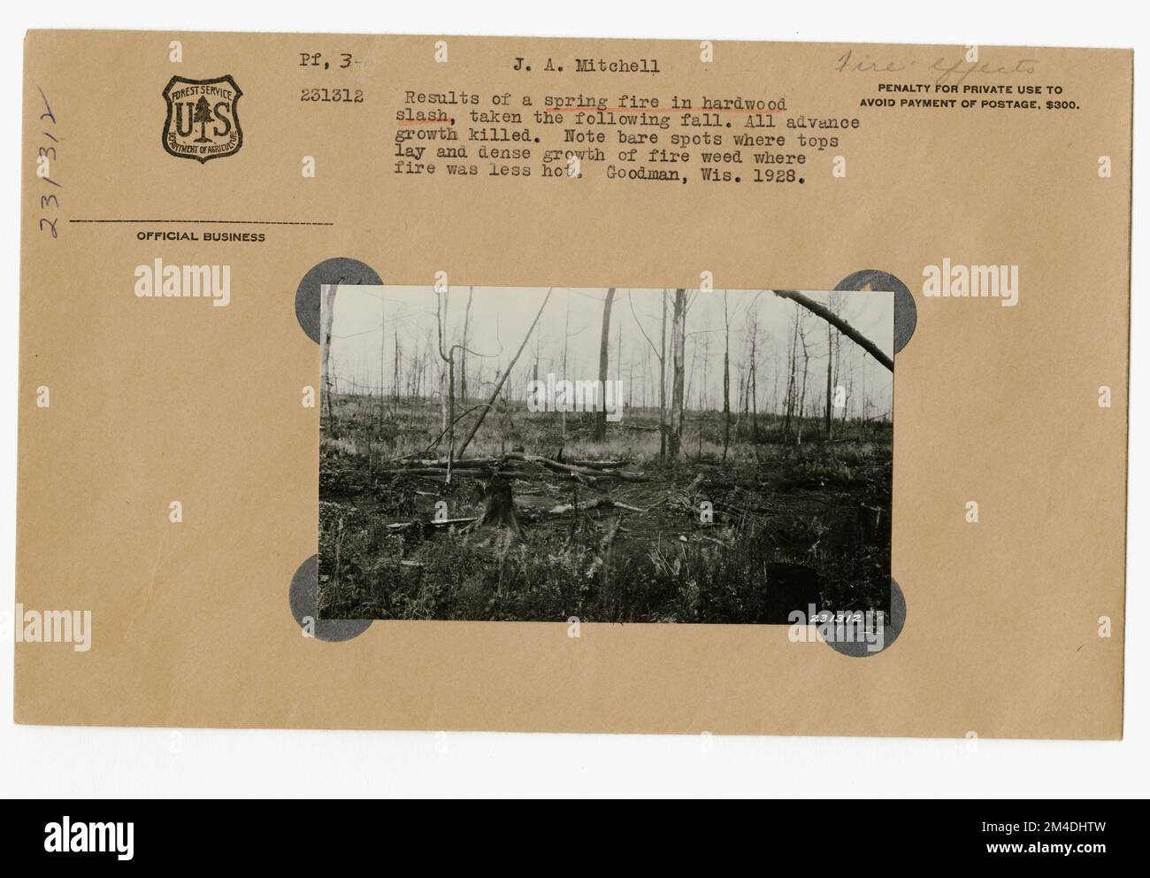Burned Over Areas - Old Burns. Photographs Relating to National Forests ...