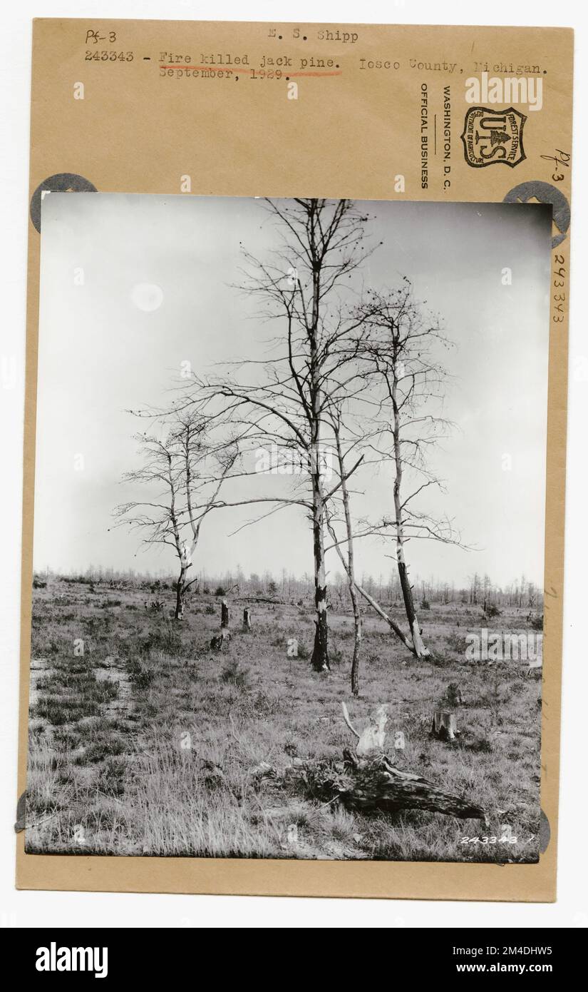 Resilience forest Cut Out Stock Images & Pictures - Alamy