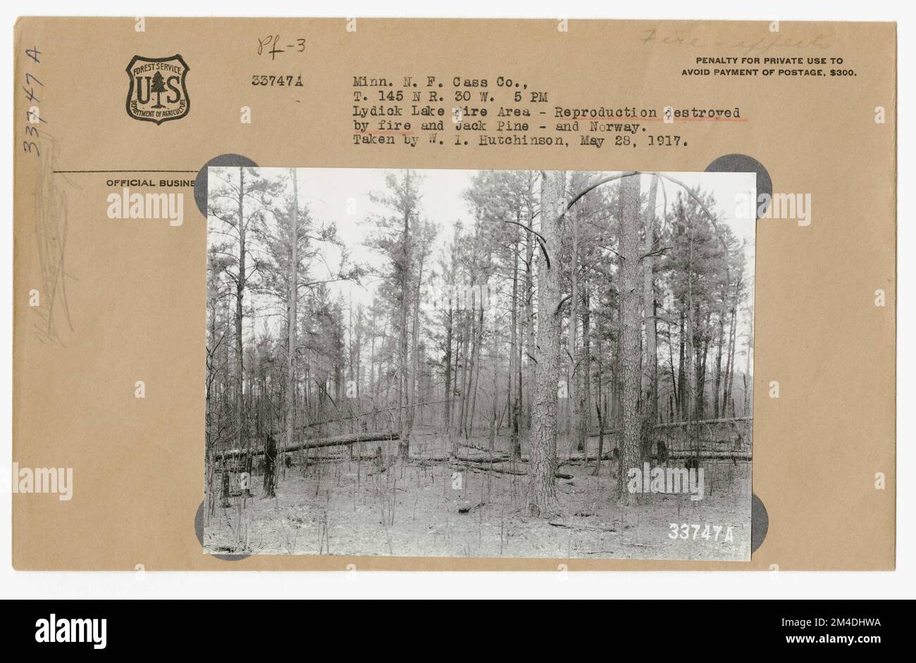 Burned Over Areas - Old Burns. Photographs Relating to National Forests ...