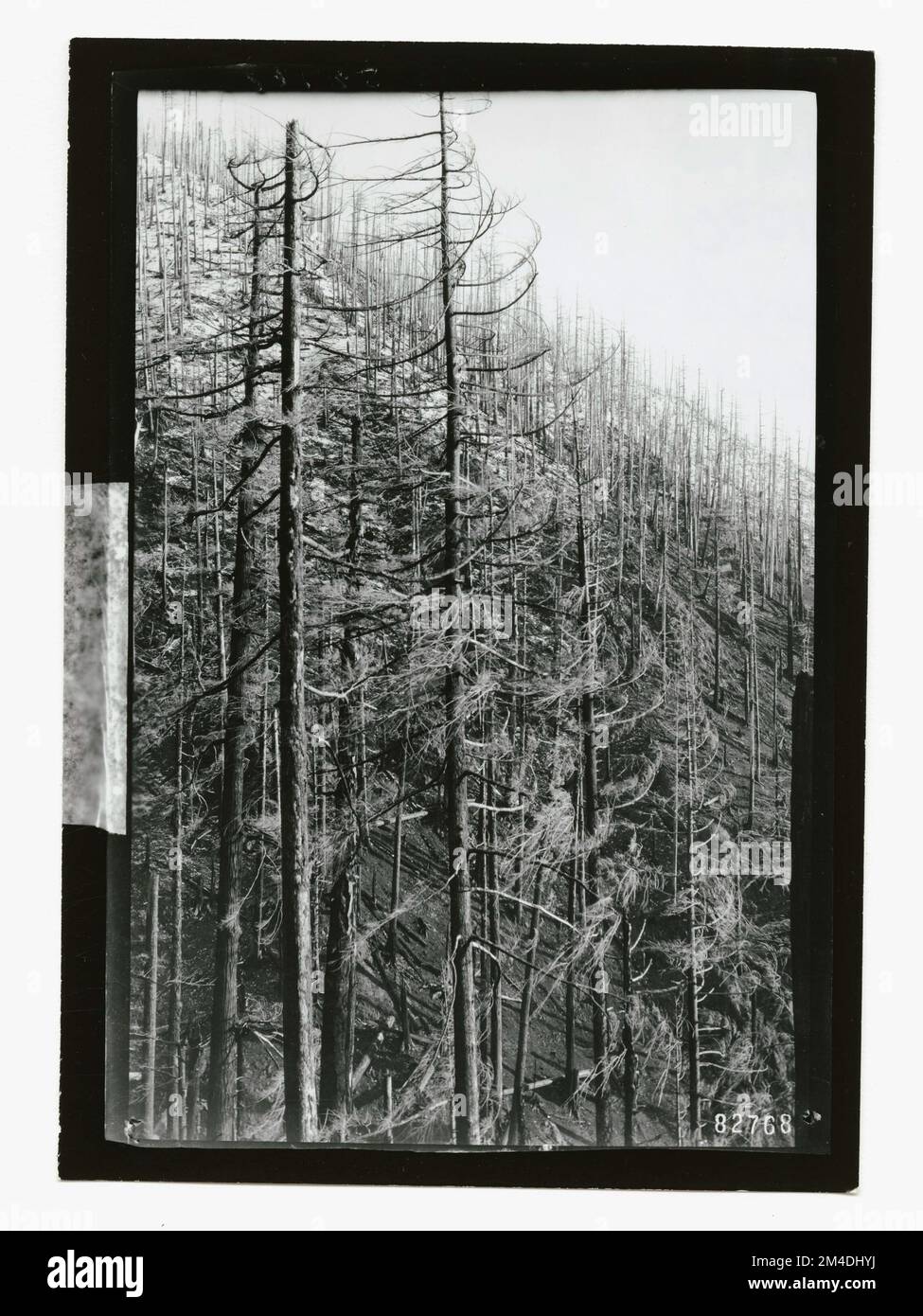 Burned ecosystem Cut Out Stock Images & Pictures - Alamy