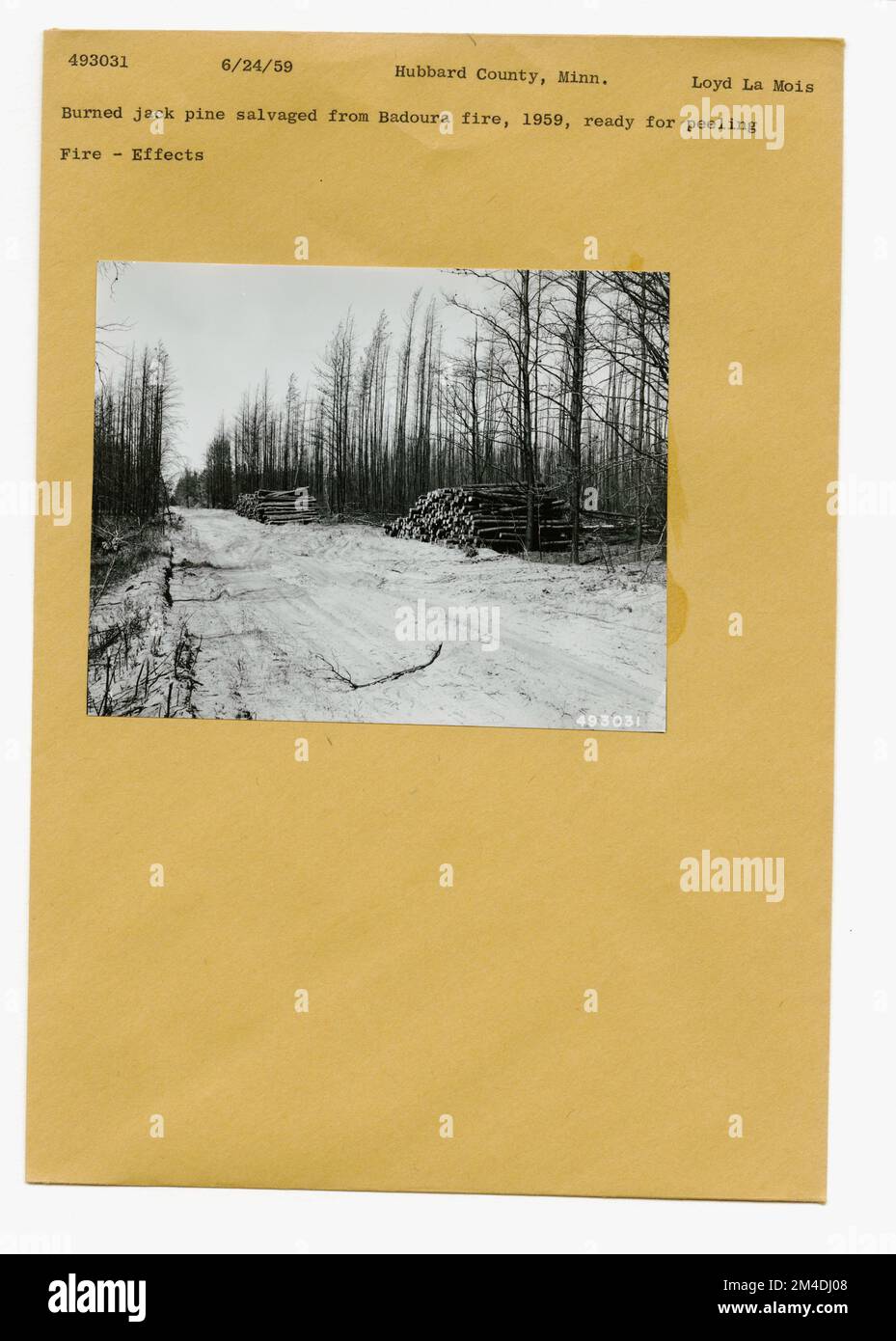 Burned Over Areas - Old Burns. Photographs Relating to National Forests ...