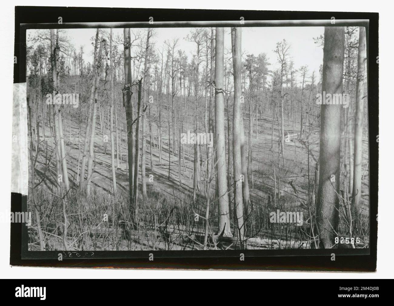 Burned forests Cut Out Stock Images & Pictures - Alamy