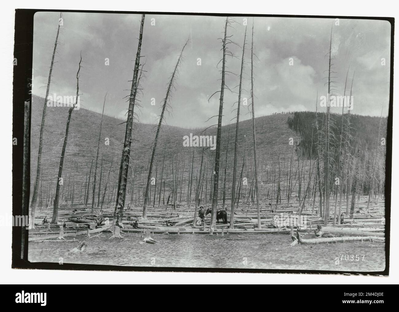 Burned forests Cut Out Stock Images & Pictures - Alamy