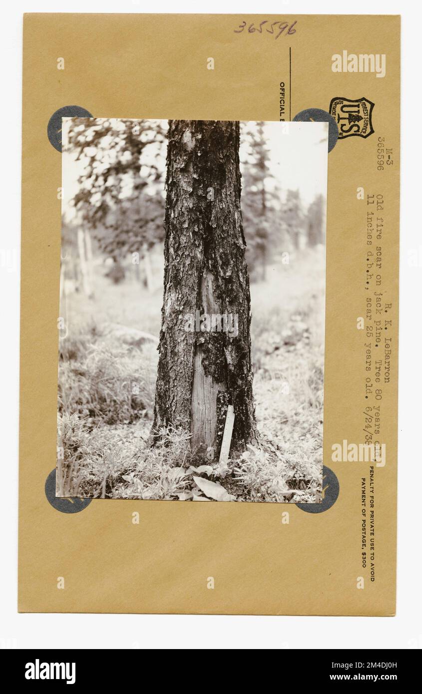 Burned ecosystem Cut Out Stock Images & Pictures - Alamy