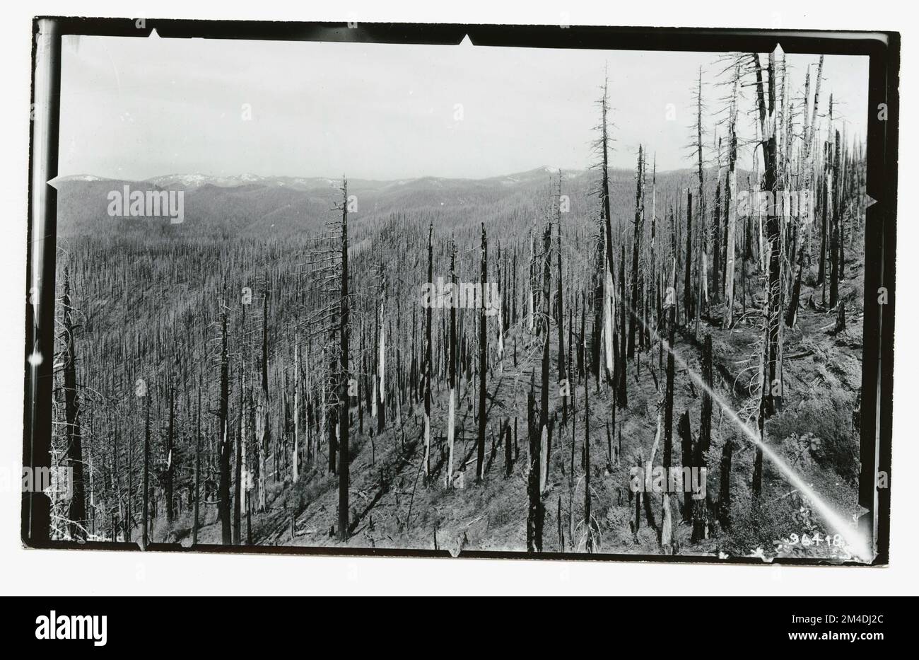 Burned forests Cut Out Stock Images & Pictures - Alamy