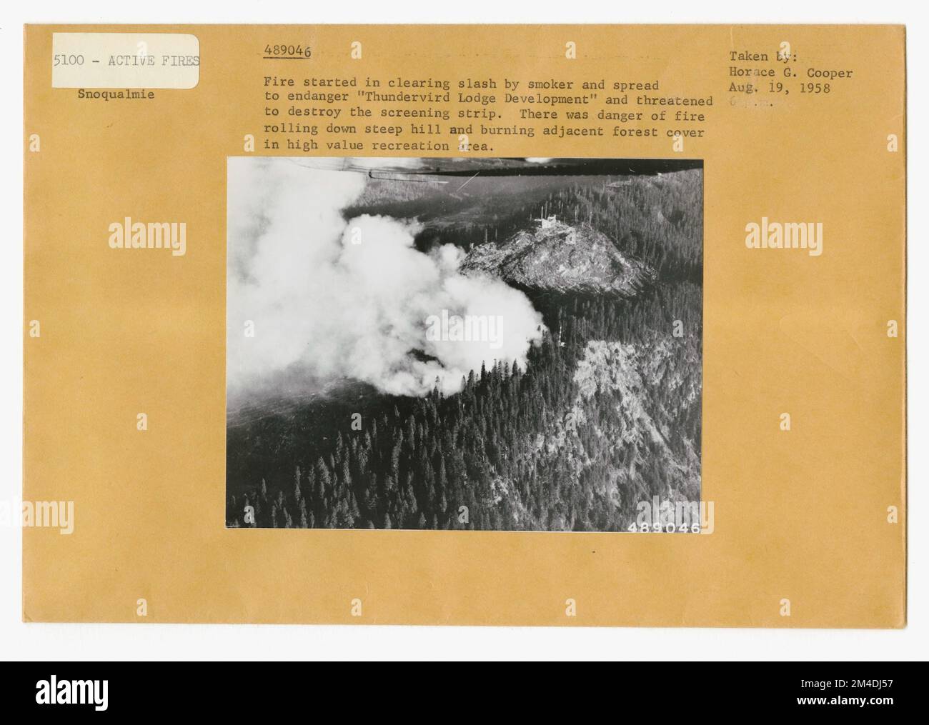 Forest fire regeneration Cut Out Stock Images & Pictures - Alamy