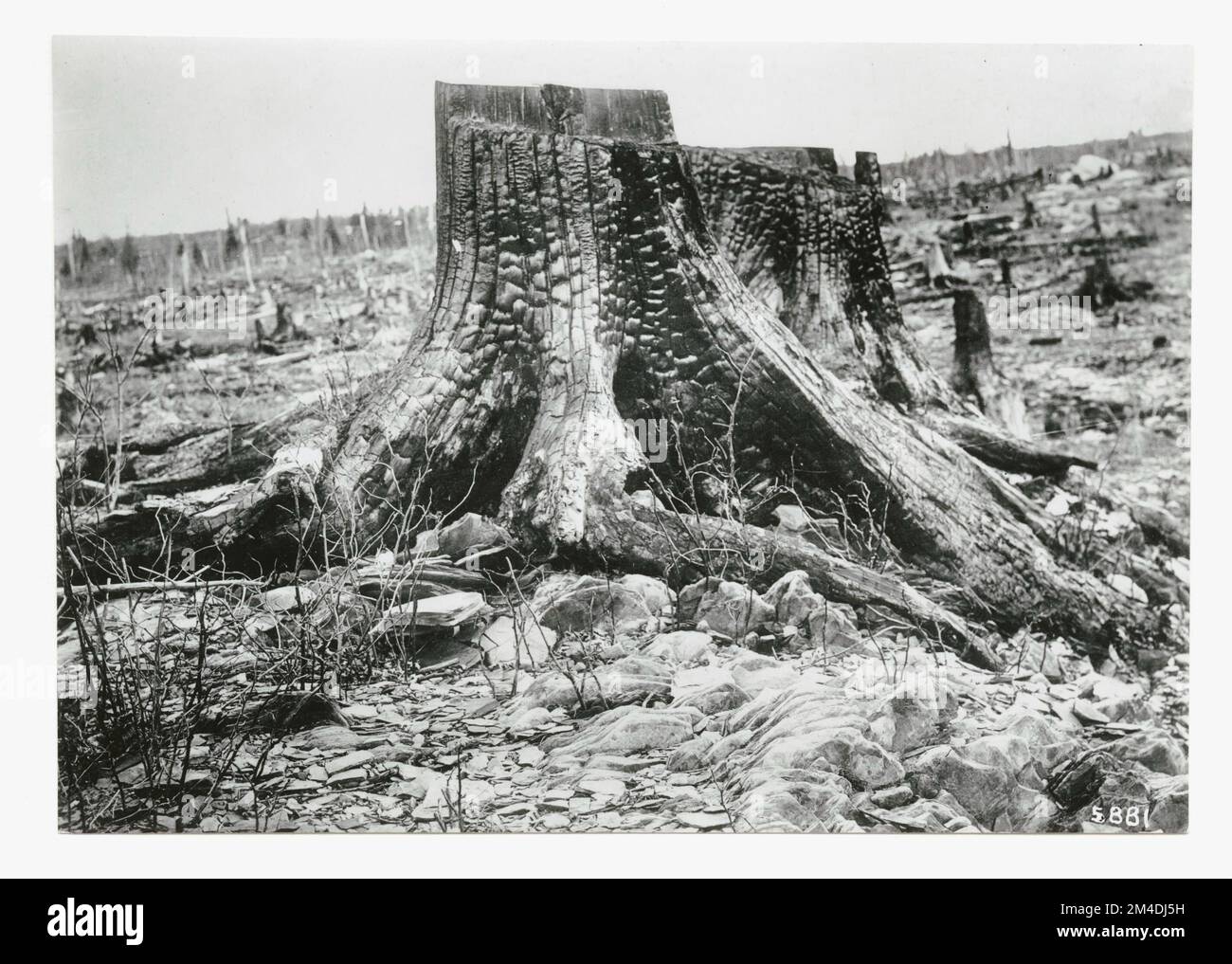 Burned forests Cut Out Stock Images & Pictures - Alamy