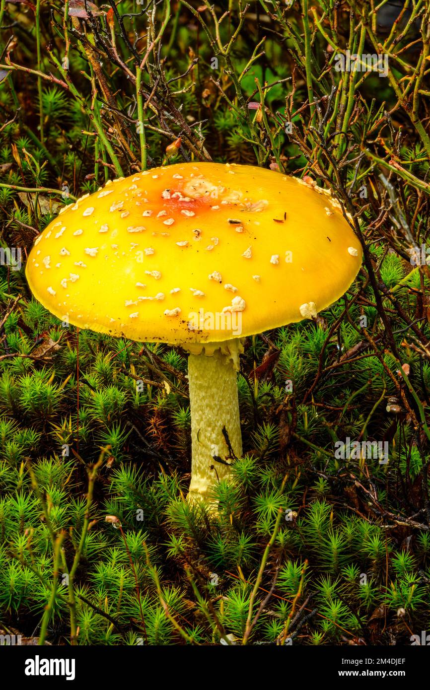 Saprophytic plant hi-res stock photography and images - Alamy