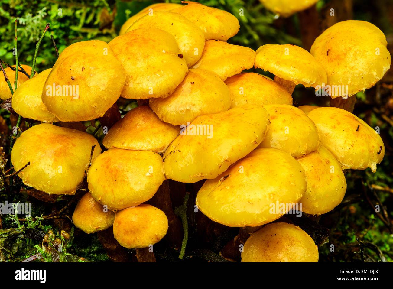 A Cluster Of Mushroom Fruiting Bodies Growing From A Birch Stump Greater Sudbury Ontario