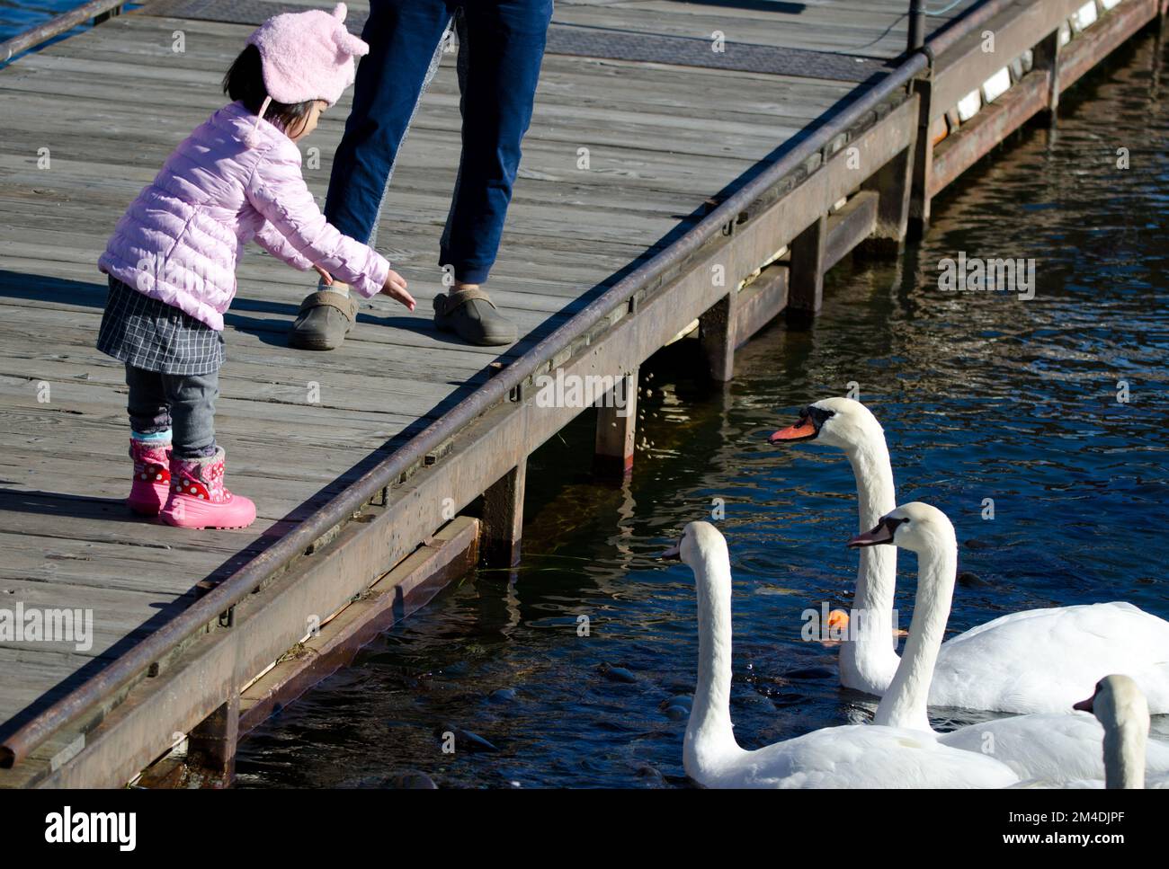 Lake Yamanako, November 24, 2017: Japanese girl feeding mute swans ...