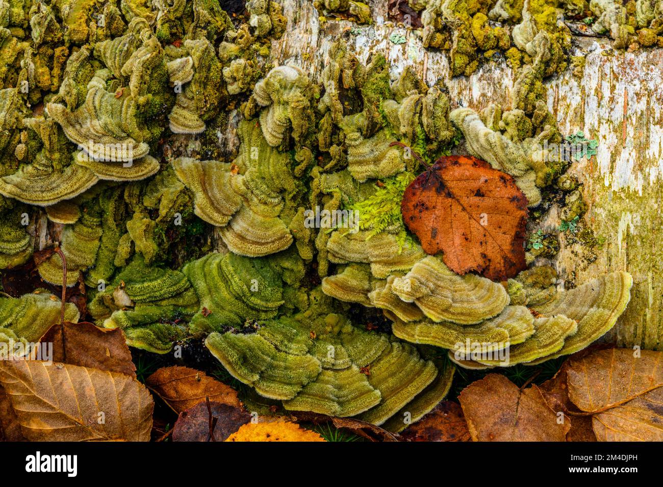 A fallen birch log, emerging turkeytail fungus caps, Lake Superior ...