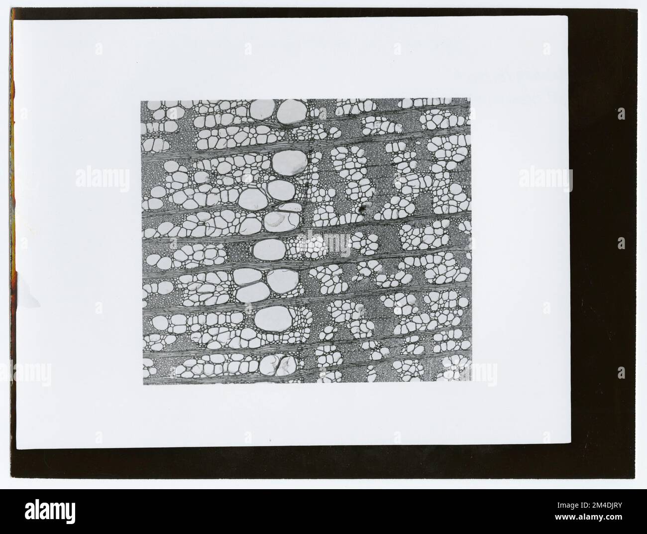 Wood Structure - Microscopic. Photographs Relating to National Forests ...