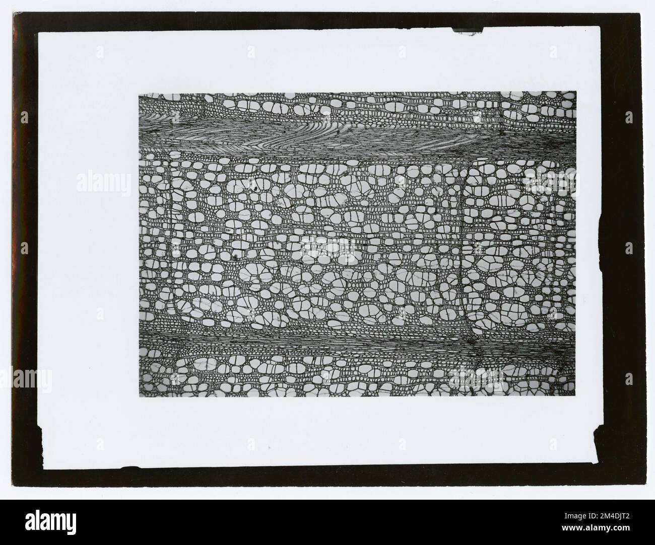 Wood Structure - Microscopic. Photographs Relating to National Forests ...