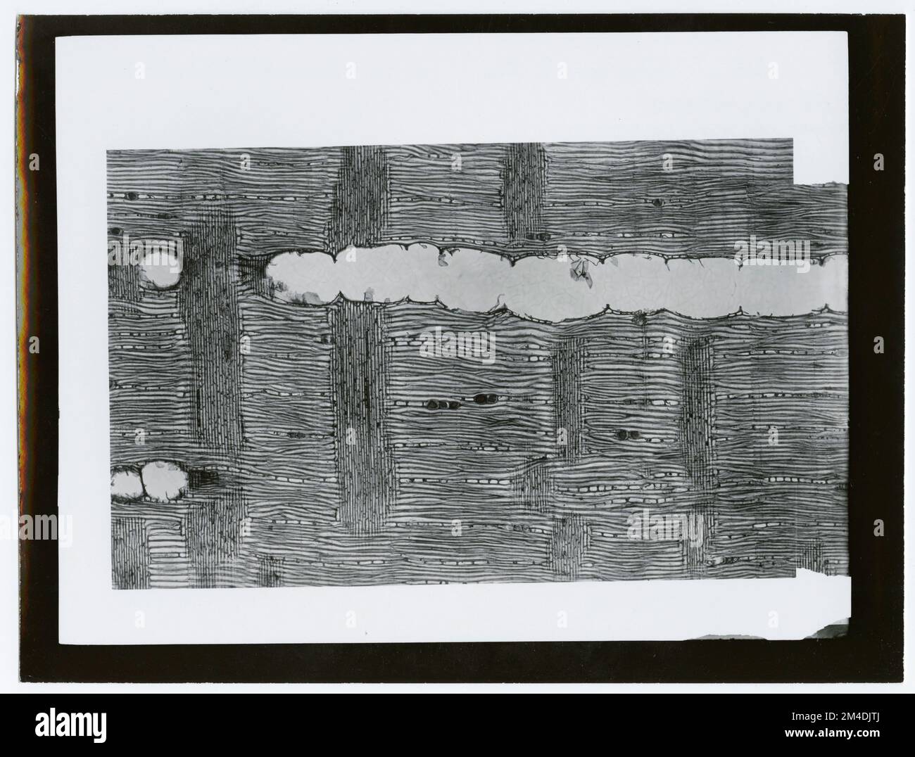 Wood Structure - Microscopic. Photographs Relating to National Forests ...