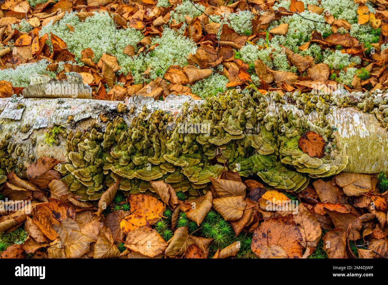 A fallen birch log, emerging turkeytail fungus caps, Lake Superior ...