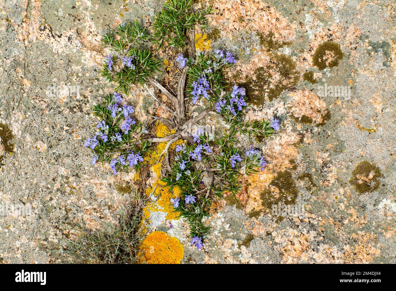 Pianta macro hi-res stock photography and images - Alamy