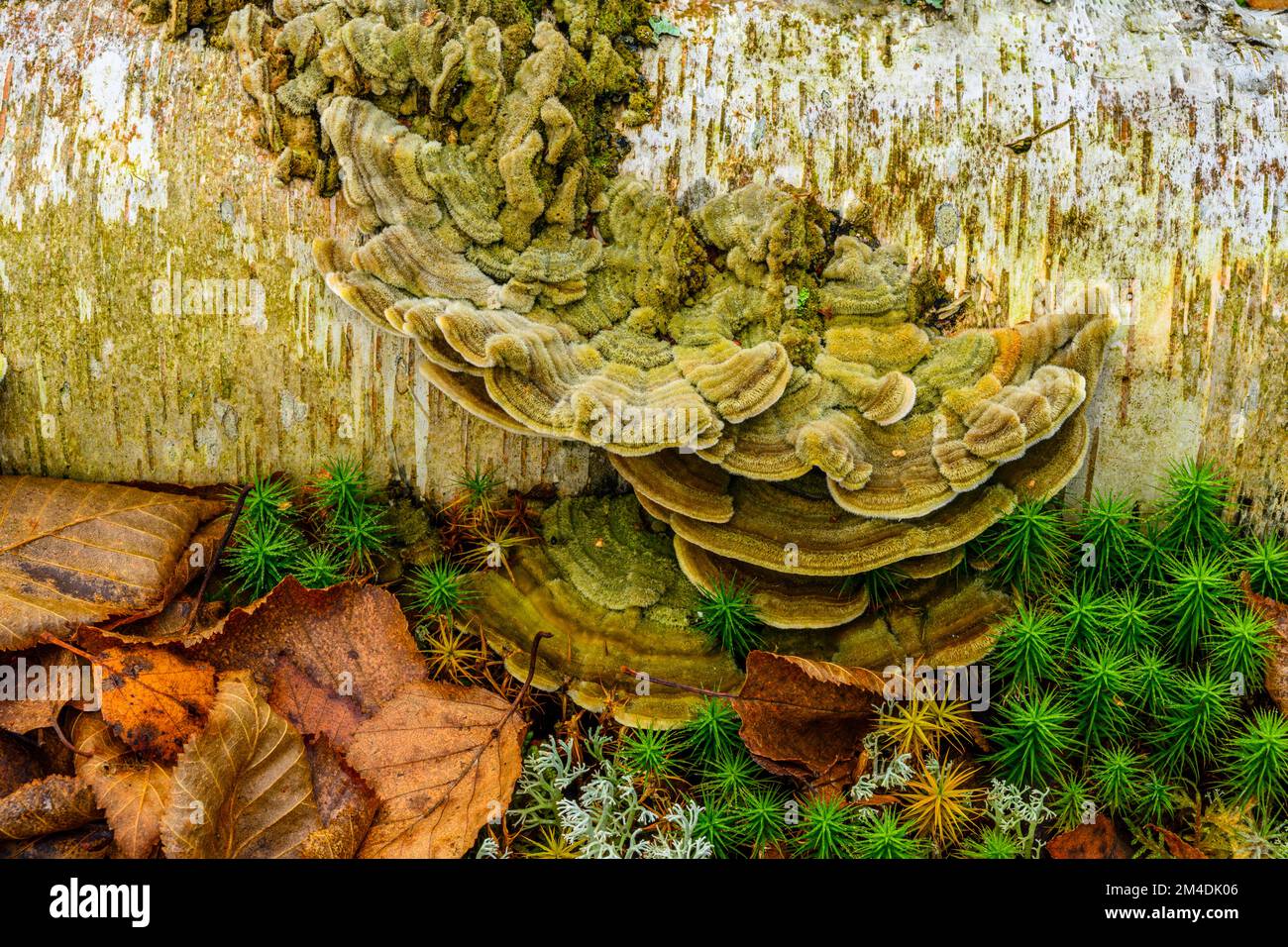 Log with fungi hi-res stock photography and images - Alamy