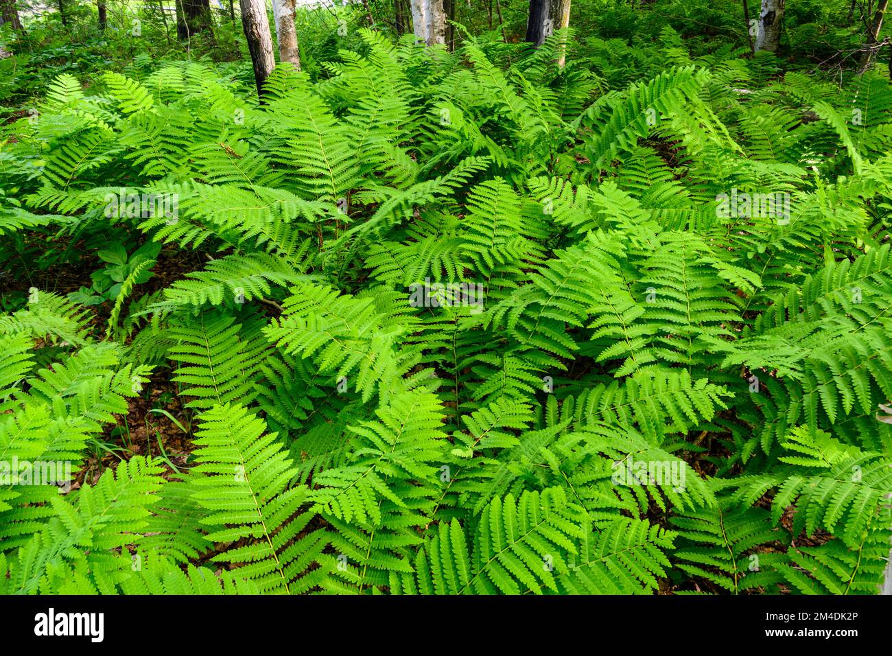 Fern colony, Killarney Provincial Park, Ontario, Canada Stock Photo - Alamy