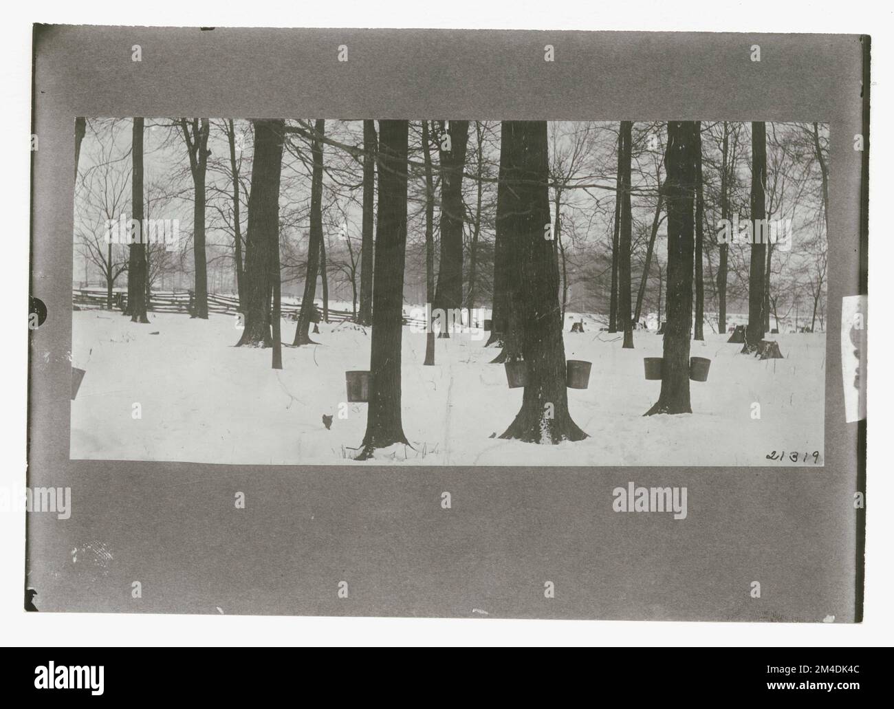 Seasonal Crops - Maple Syrup, Gathering. Photographs Relating to ...