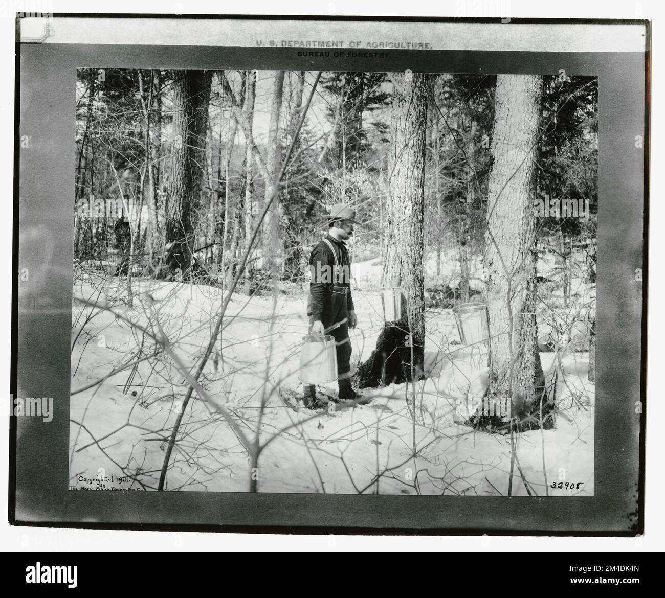 Seasonal Crops - Maple Syrup, Gathering. Photographs Relating to ...