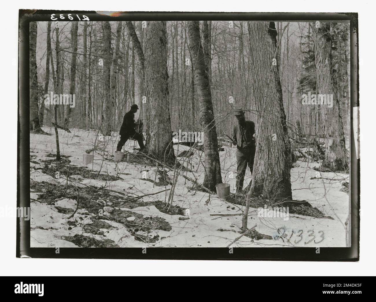 Seasonal Crops - Maple Syrup, Gathering. Photographs Relating to ...