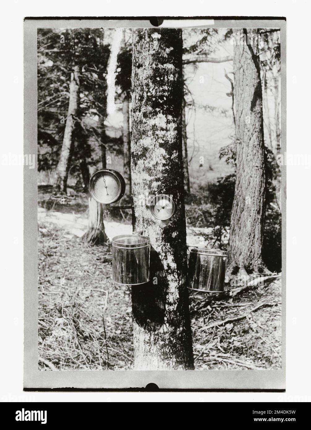 Seasonal Crops - Maple Syrup, Gathering. Photographs Relating to ...