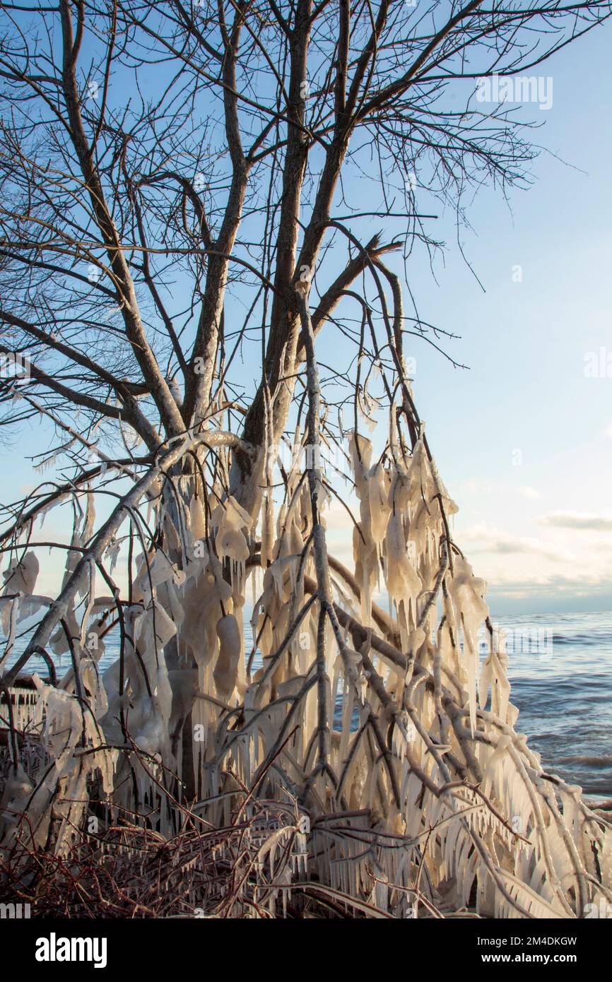 Ice covered tree branches hi-res stock photography and images - Alamy