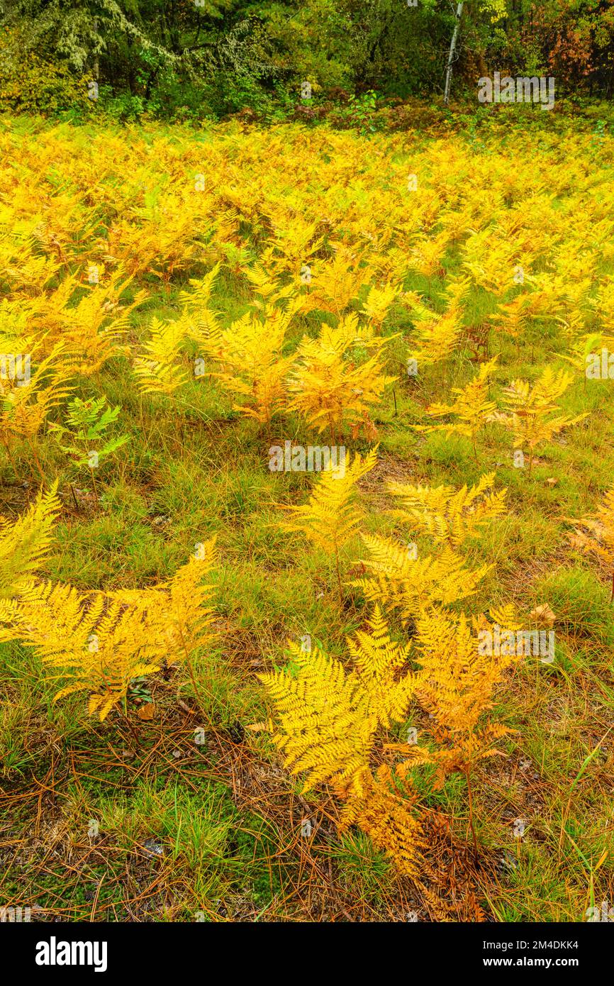 Autumn bracken fern, Algonquin Provincial Park, Greater Sudbury ...