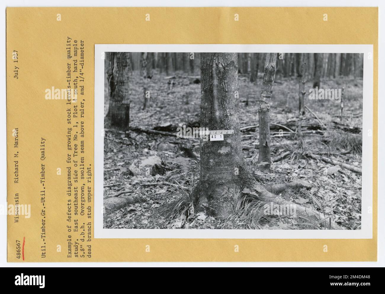 Wood Utilization. Photographs Relating to National Forests, Resource ...
