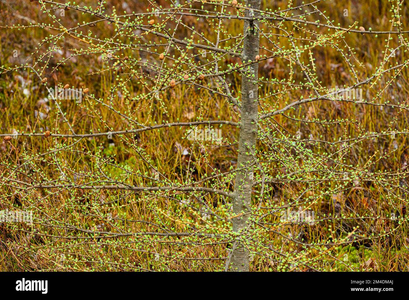 Eastern larch tree hi-res stock photography and images - Alamy