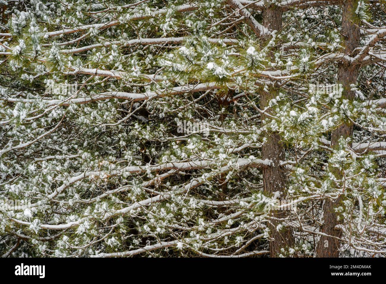 Red pine tree, fresh snow, Greater Sudbury, Ontario, Canada Stock Photo ...