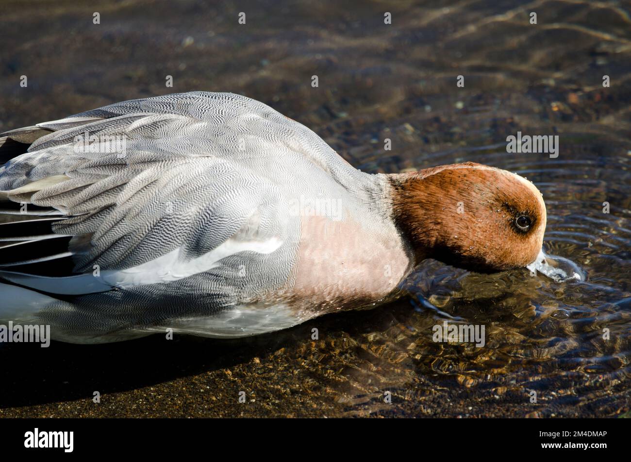 Plankton eating bird hi-res stock photography and images - Alamy