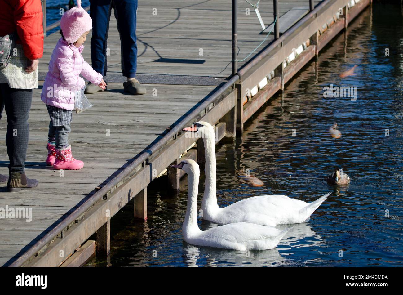 Lake Yamanako, November 24, 2017: Japanese girl feeding mute swans ...