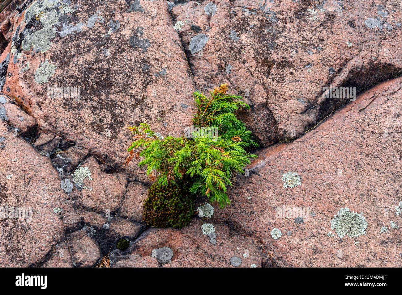 Georgian Bay shoreline rocks, juniper seedling, Killarney Provincial ...