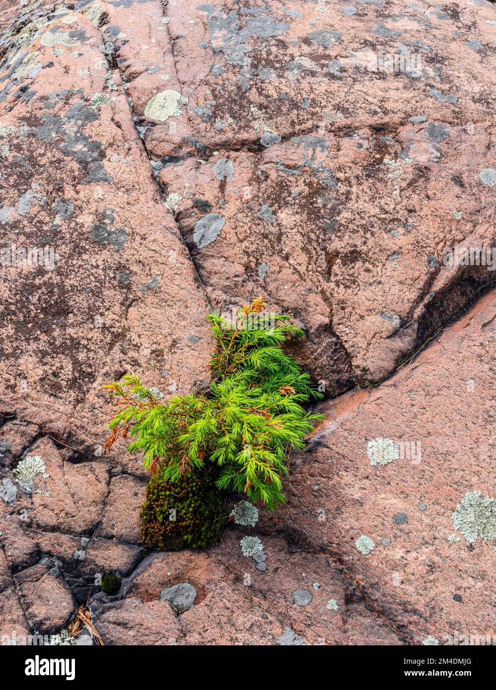 Georgian Bay shoreline rocks, juniper seedling, Killarney Provincial ...