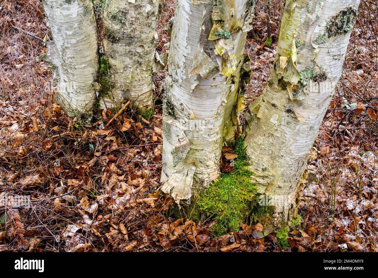 Birch tree trunks, moss in autumn, Greater Sudbury, Ontario, Canada ...