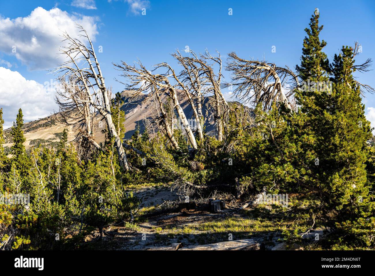 A beautiful nature scenery in Mammoth Lakes with dense green forests ...