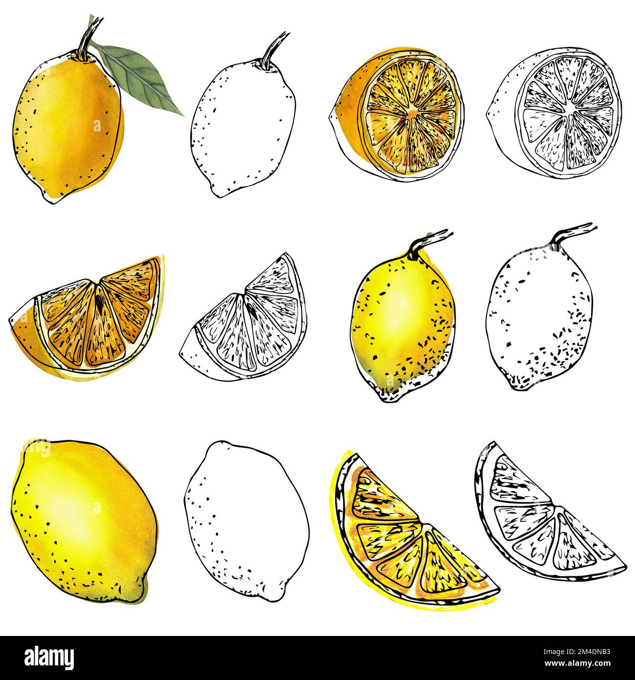 Hand drawn watercolor illustration of branch with juicy lemons, flowers ...